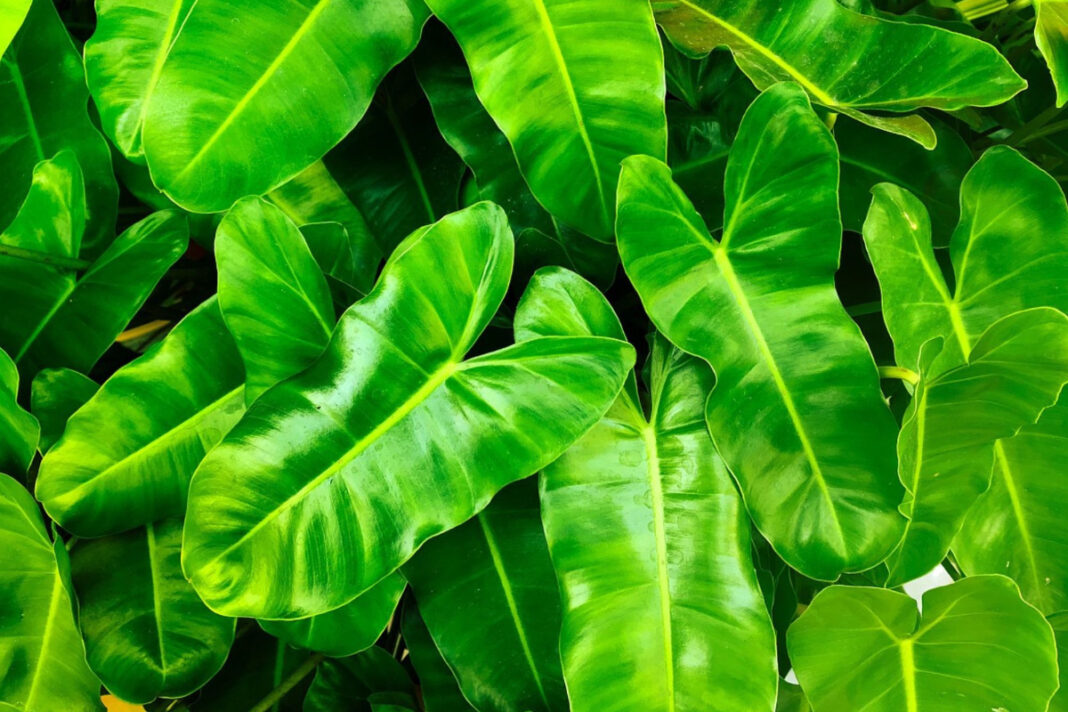 Perbedaan Leukoplas, Kromoplas, dan Kloroplas, Penjelasan tentang ...